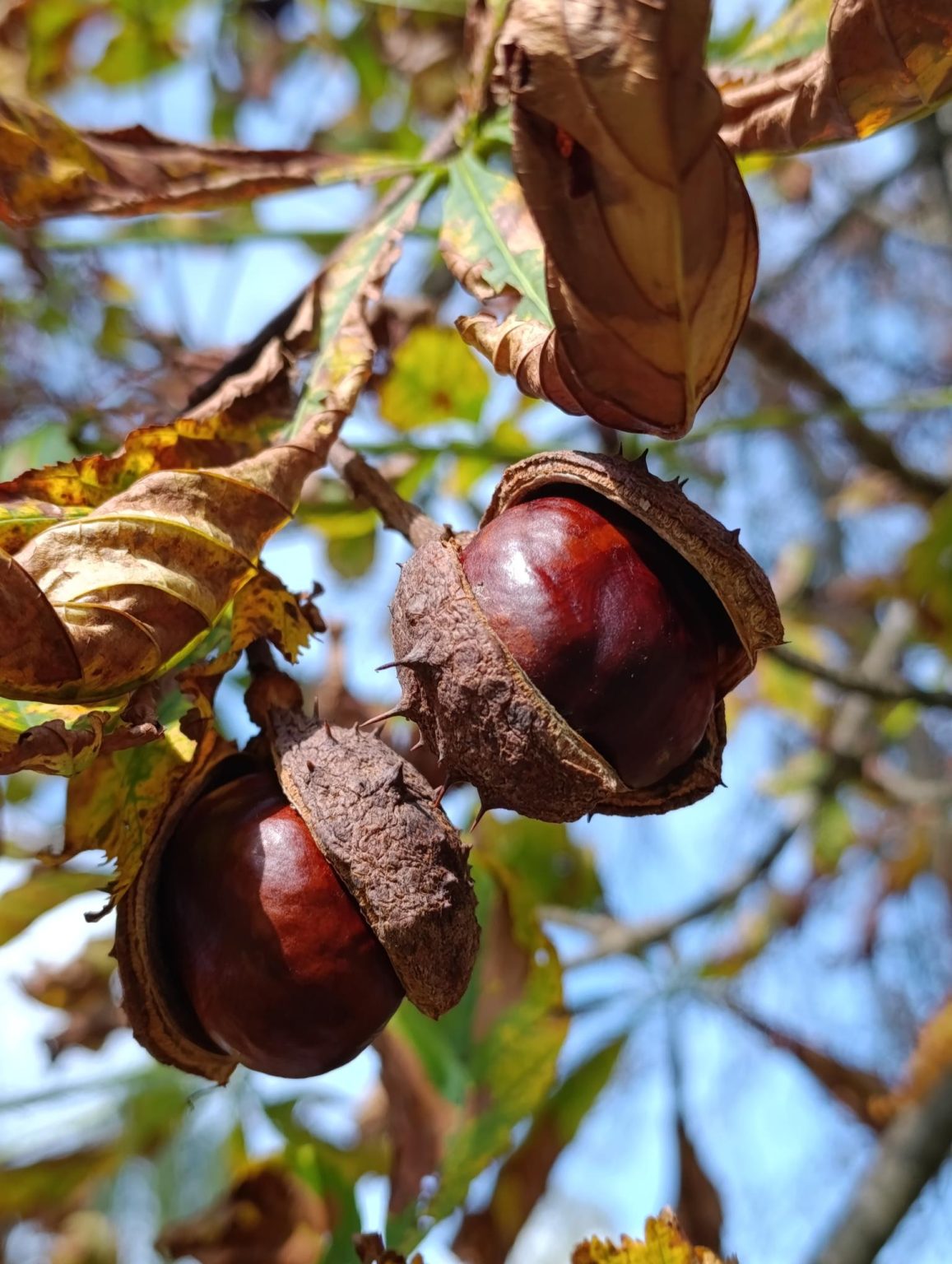 Danila Kumar International School | DKIS | International School Danila ...